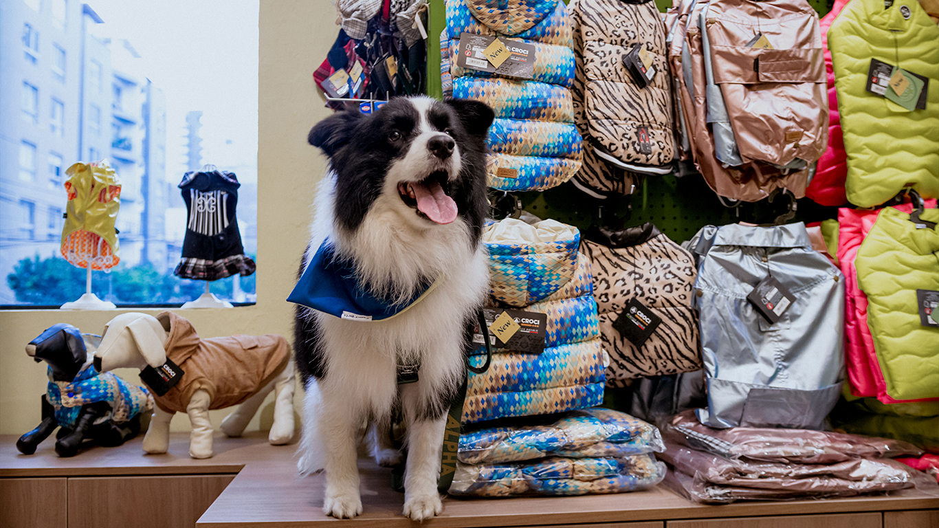 Fancy Pets inaugura nueva tienda con experiencia de lujo para mascotas ...