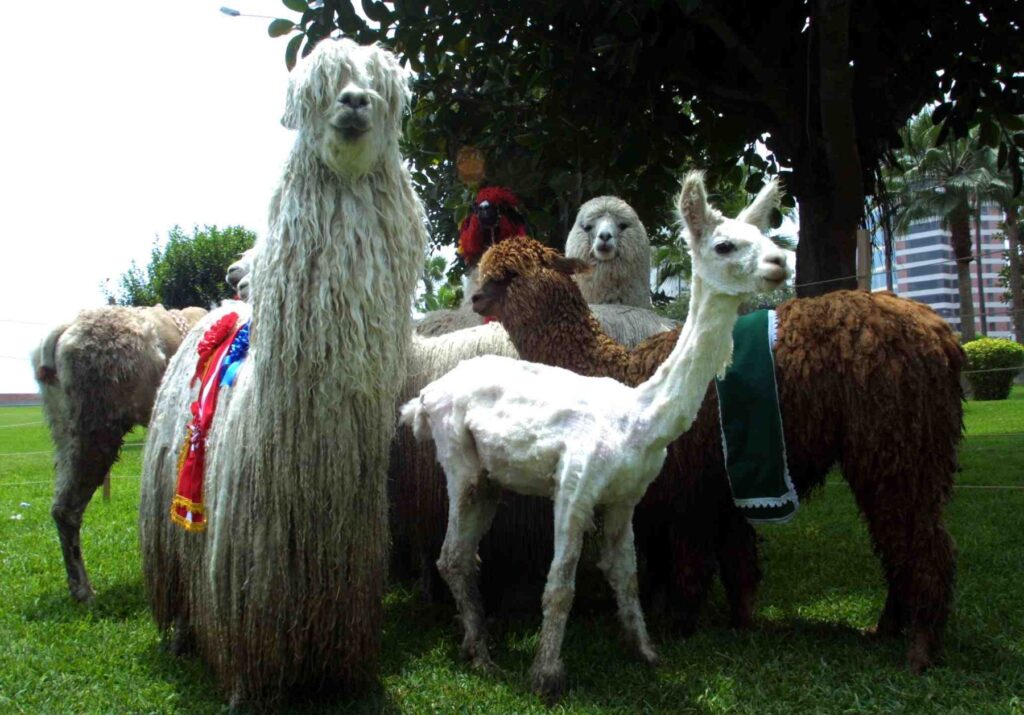 Alpaca Peruana: 5 curiosidades que la hacen especial en el mundo