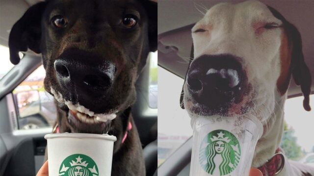 Starbucks: Conoce Puppuchino, la bebida especial para perros